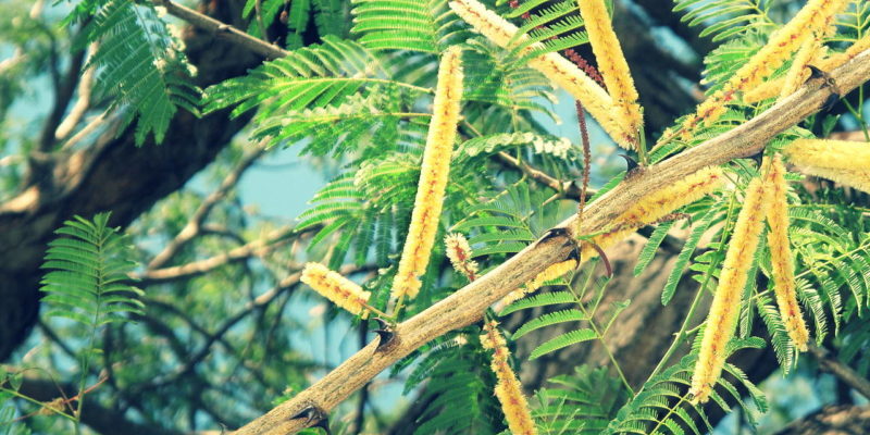 Acacia Khair Katha tree - freeflow